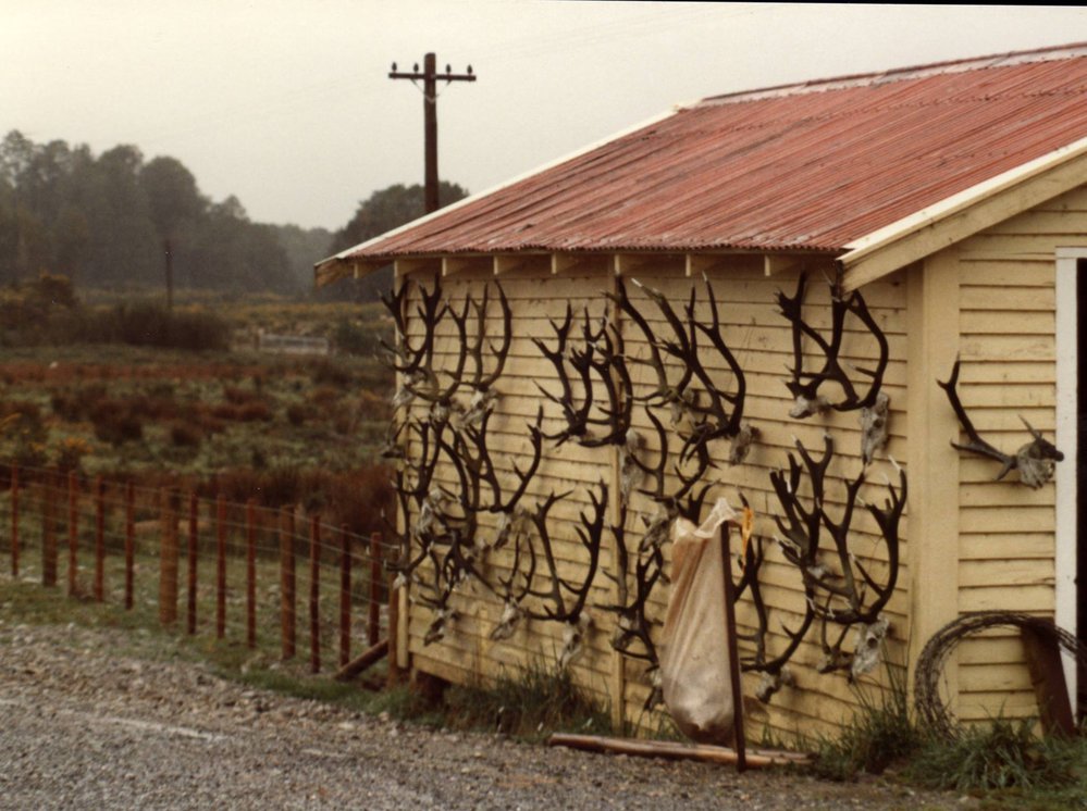 Antlers on a shed just before the Ahaura bridge-Then and Now. -2 PHOTOS ...