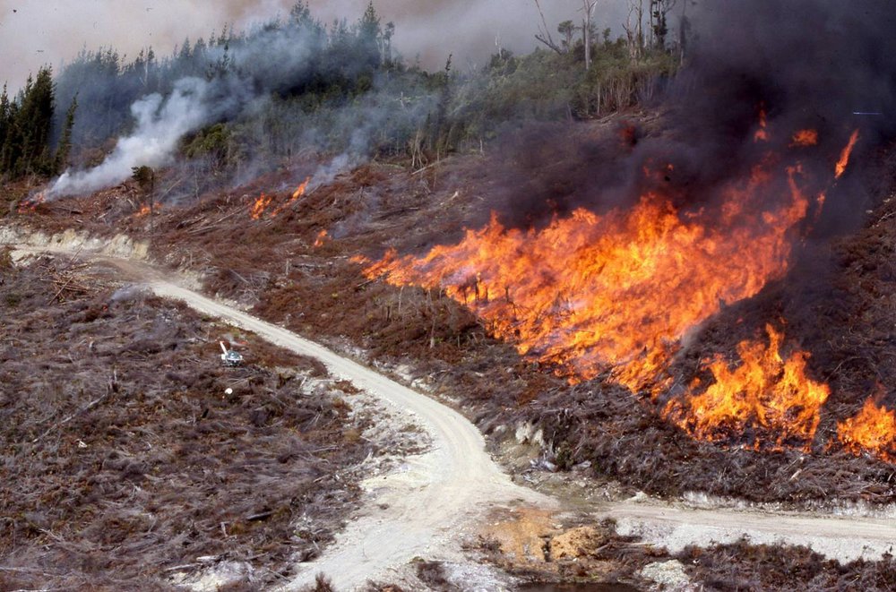 New Zealand Forest Service - Controlled burn - PHOTO ALBUM | West Coast ...
