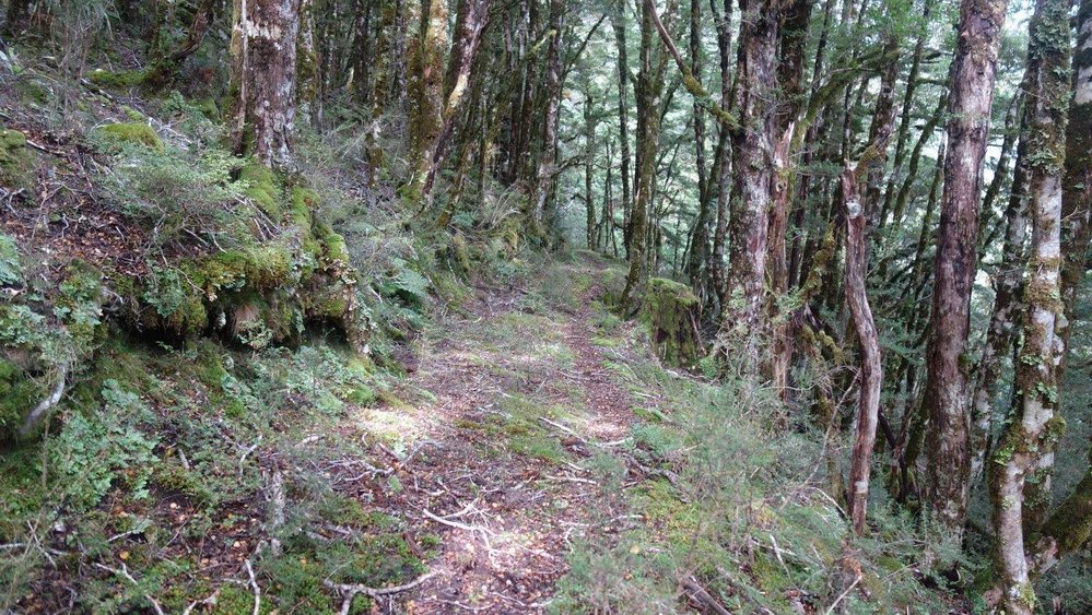 Amuri Pass | West Coast New Zealand History